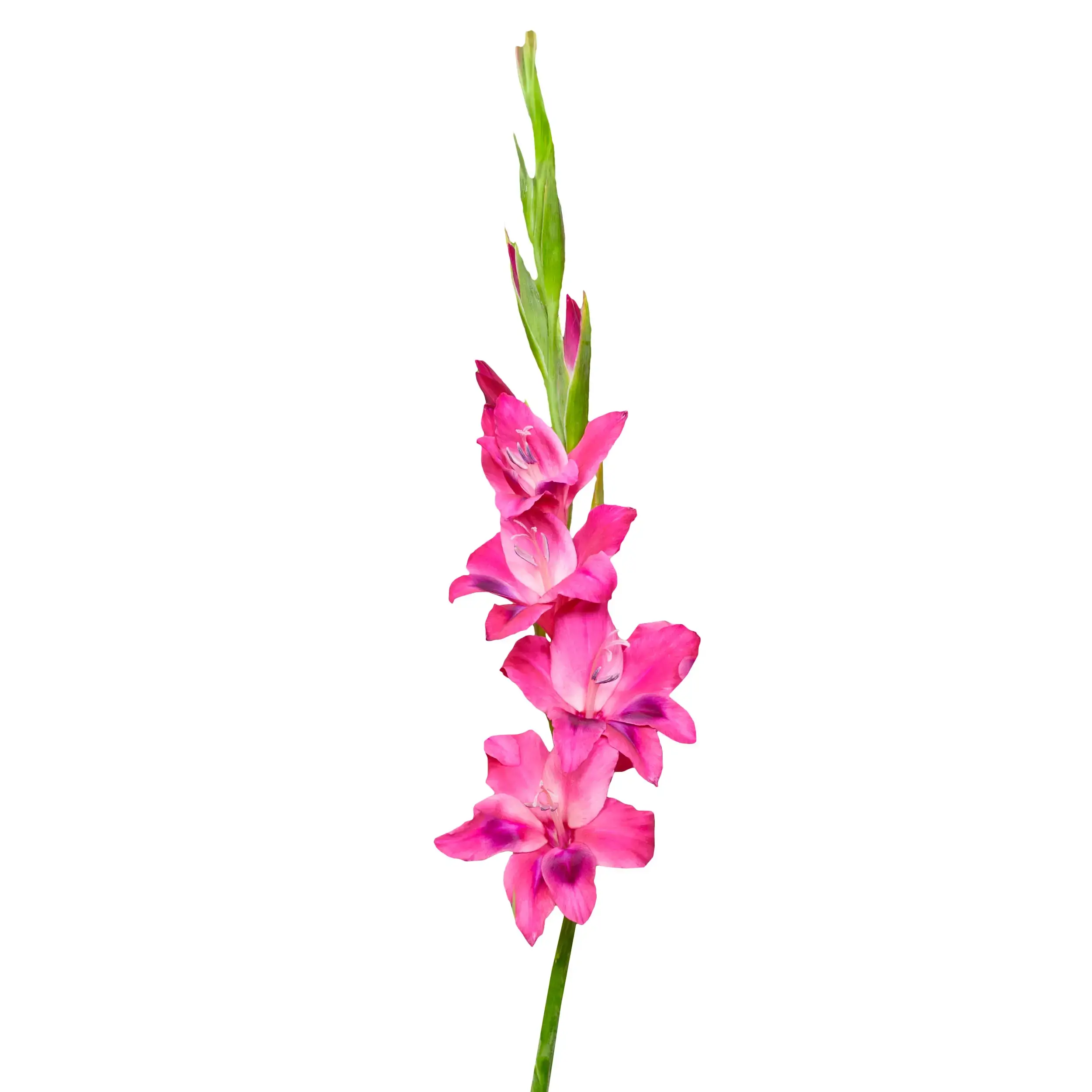 Purple Gladiolus Vulcano Flower Bulbs